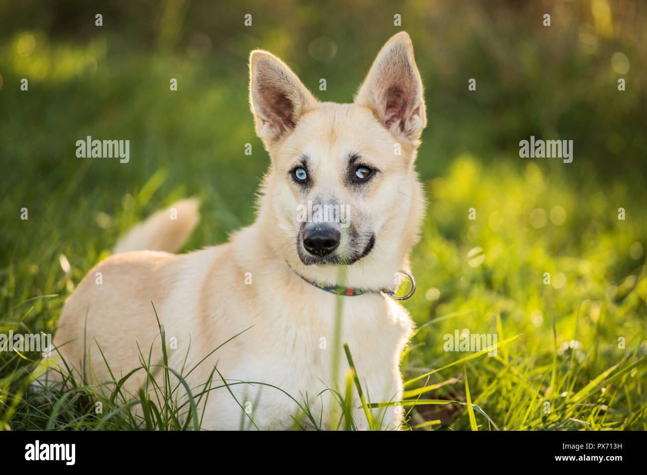 happy young dog playing outside Stock Photo - Alamy