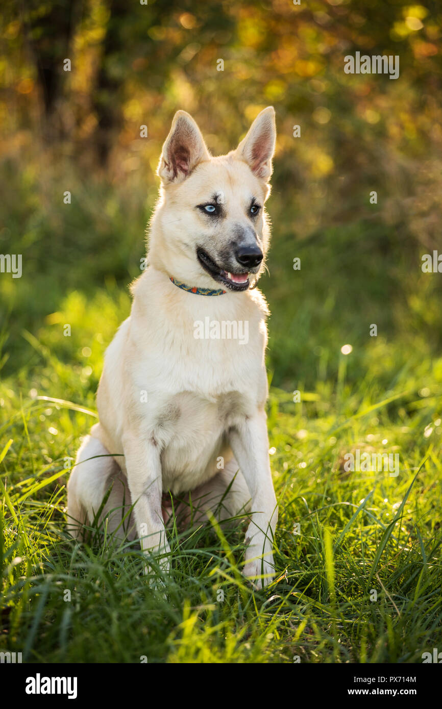 happy young dog playing outside Stock Photo - Alamy