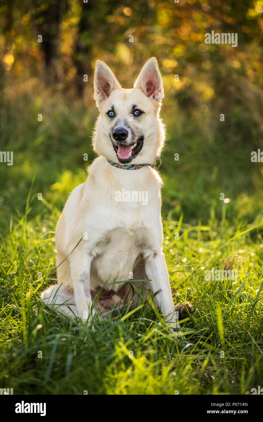 happy young dog playing outside Stock Photo - Alamy