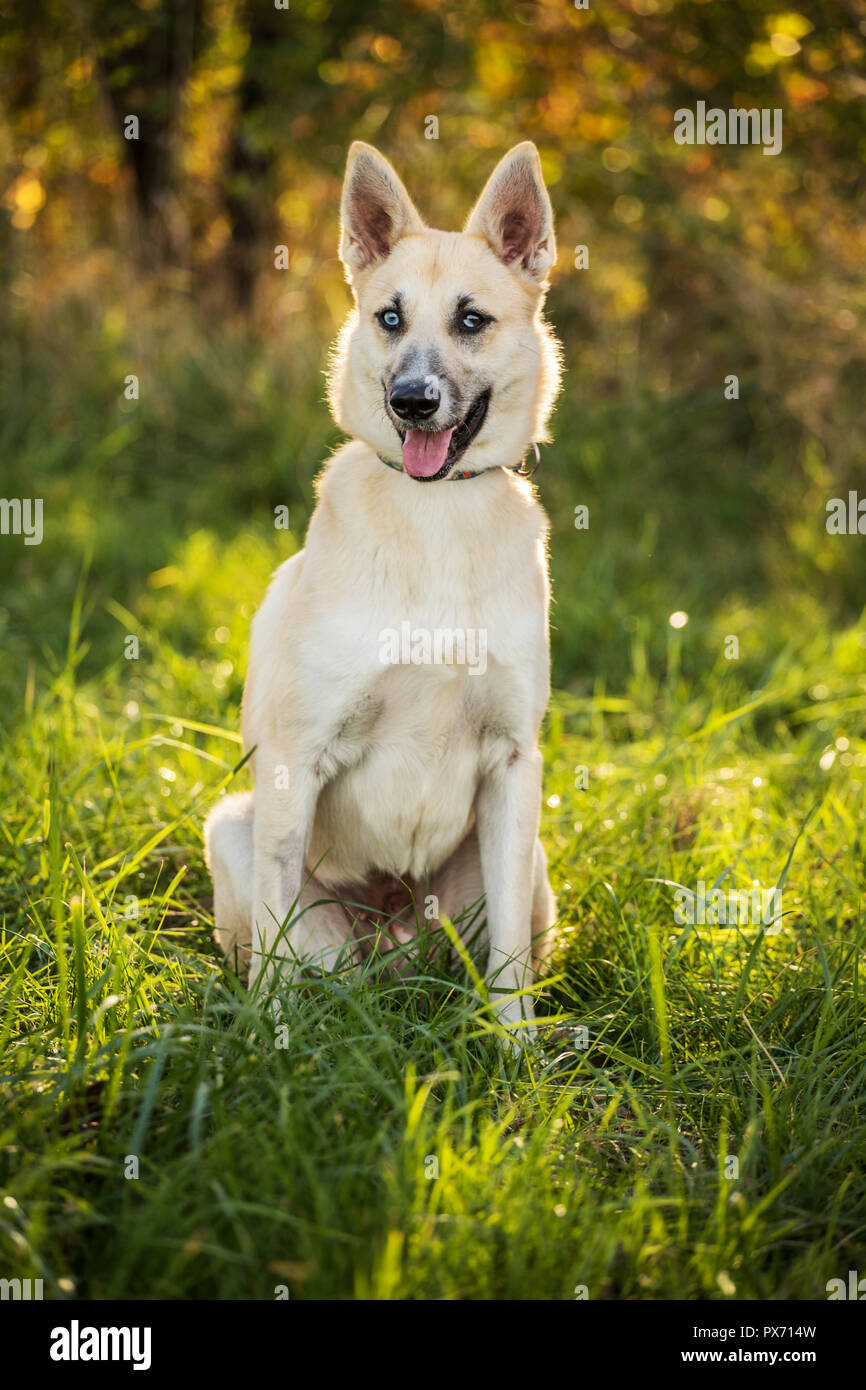 Puppy friends happy flowers hi-res stock photography and images - Alamy