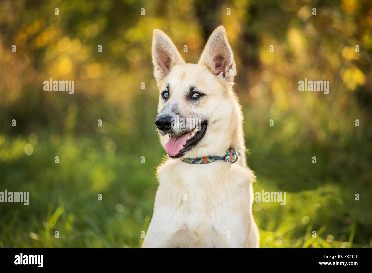 happy young dog playing outside Stock Photo - Alamy