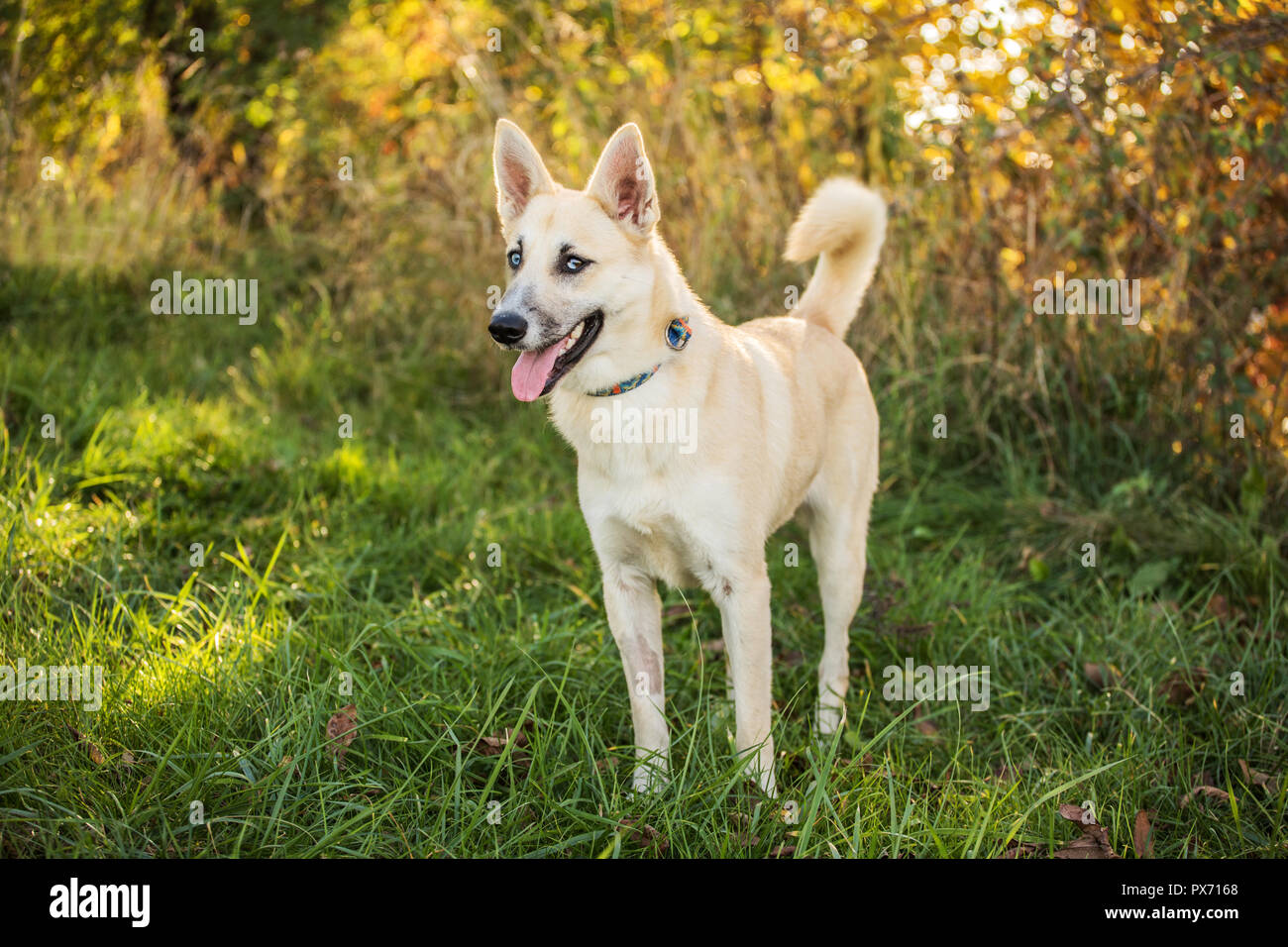 happy young dog playing outside Stock Photo - Alamy
