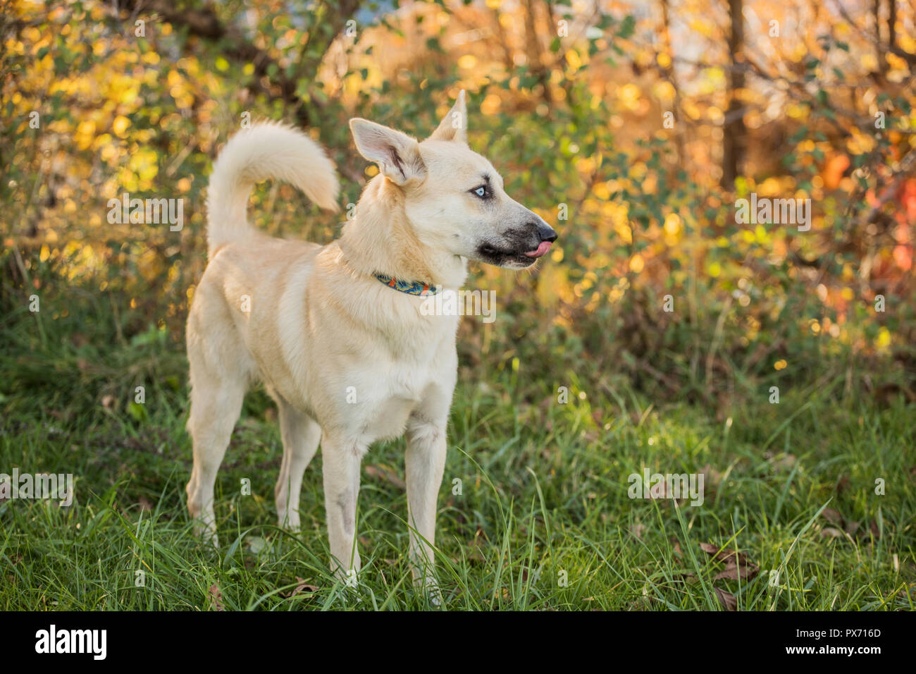 happy young dog playing outside Stock Photo - Alamy
