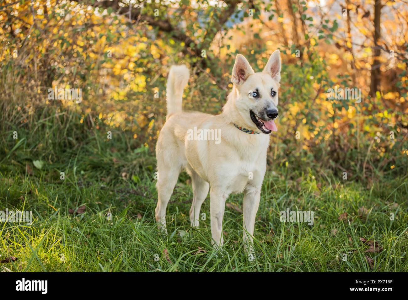 happy young dog playing outside Stock Photo - Alamy