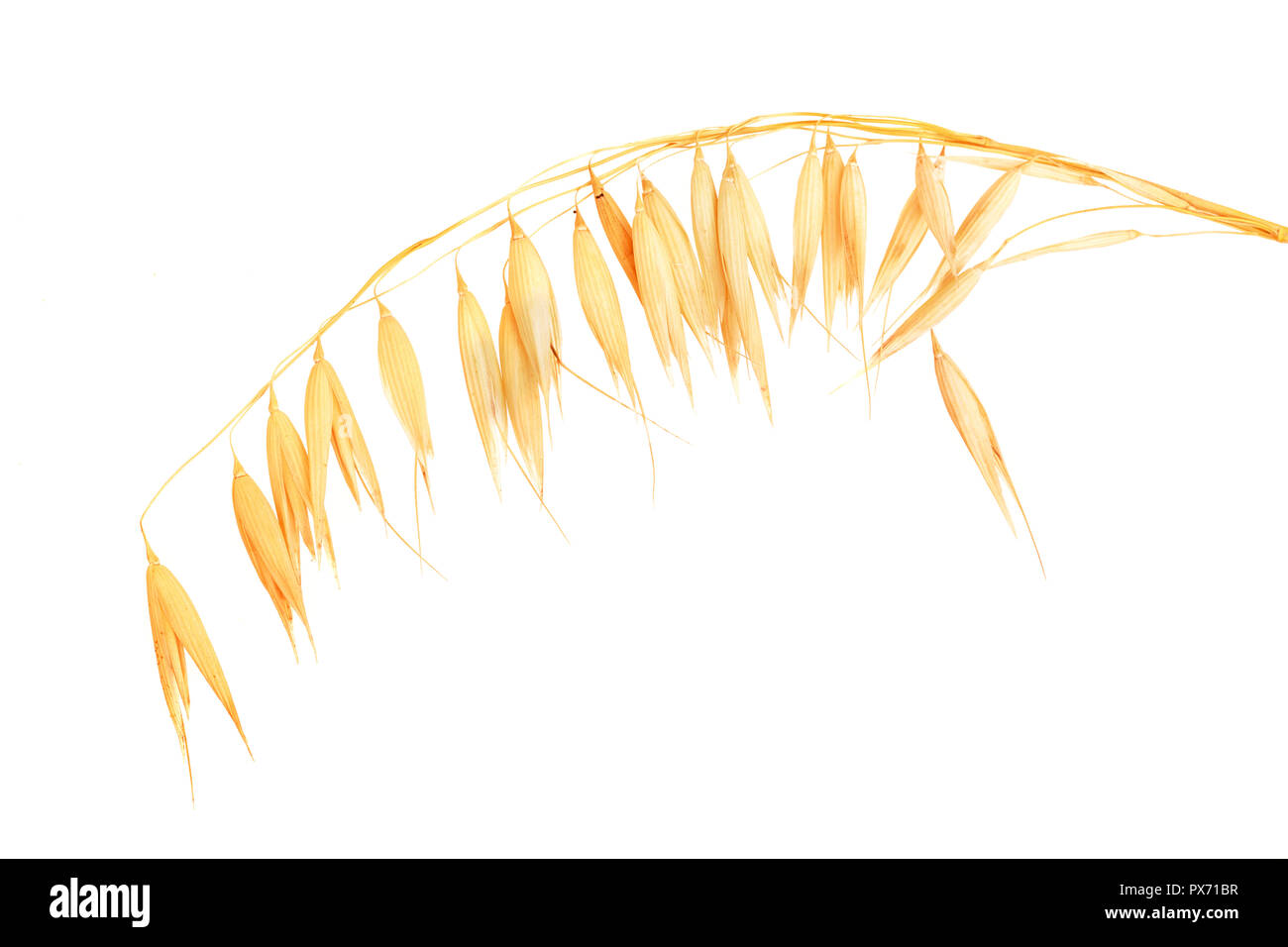 Oat ear hi-res stock photography and images - Alamy