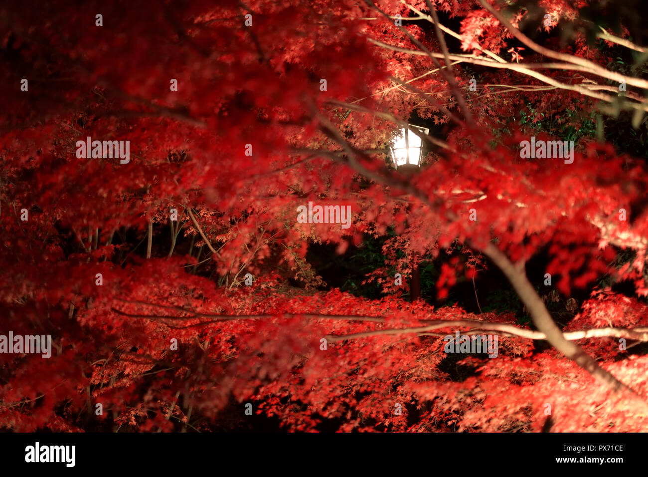 Dark red japanese maple tree hi-res stock photography and images - Alamy