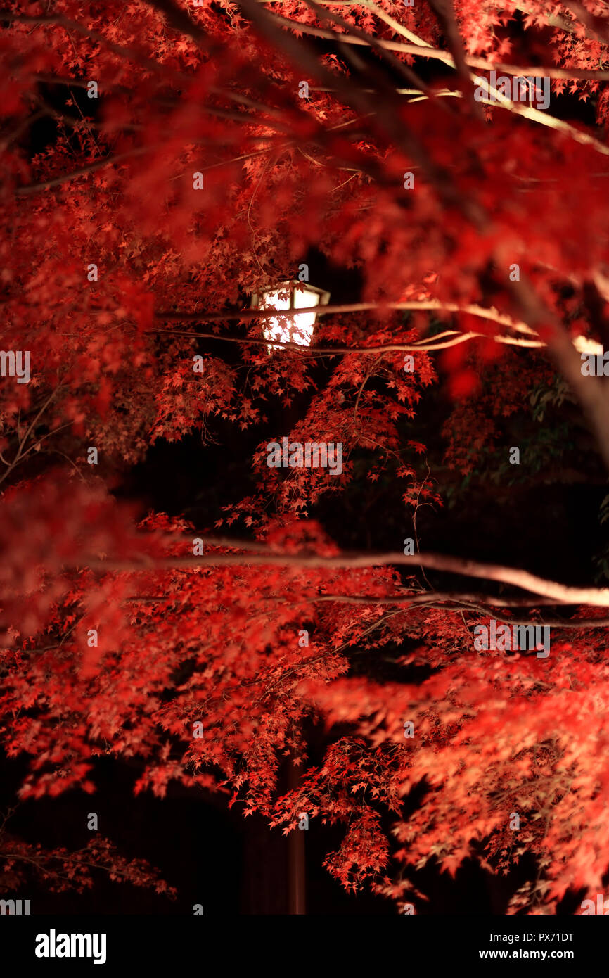 Japanese maple tree red autumn foliage illuminated at night with a ...
