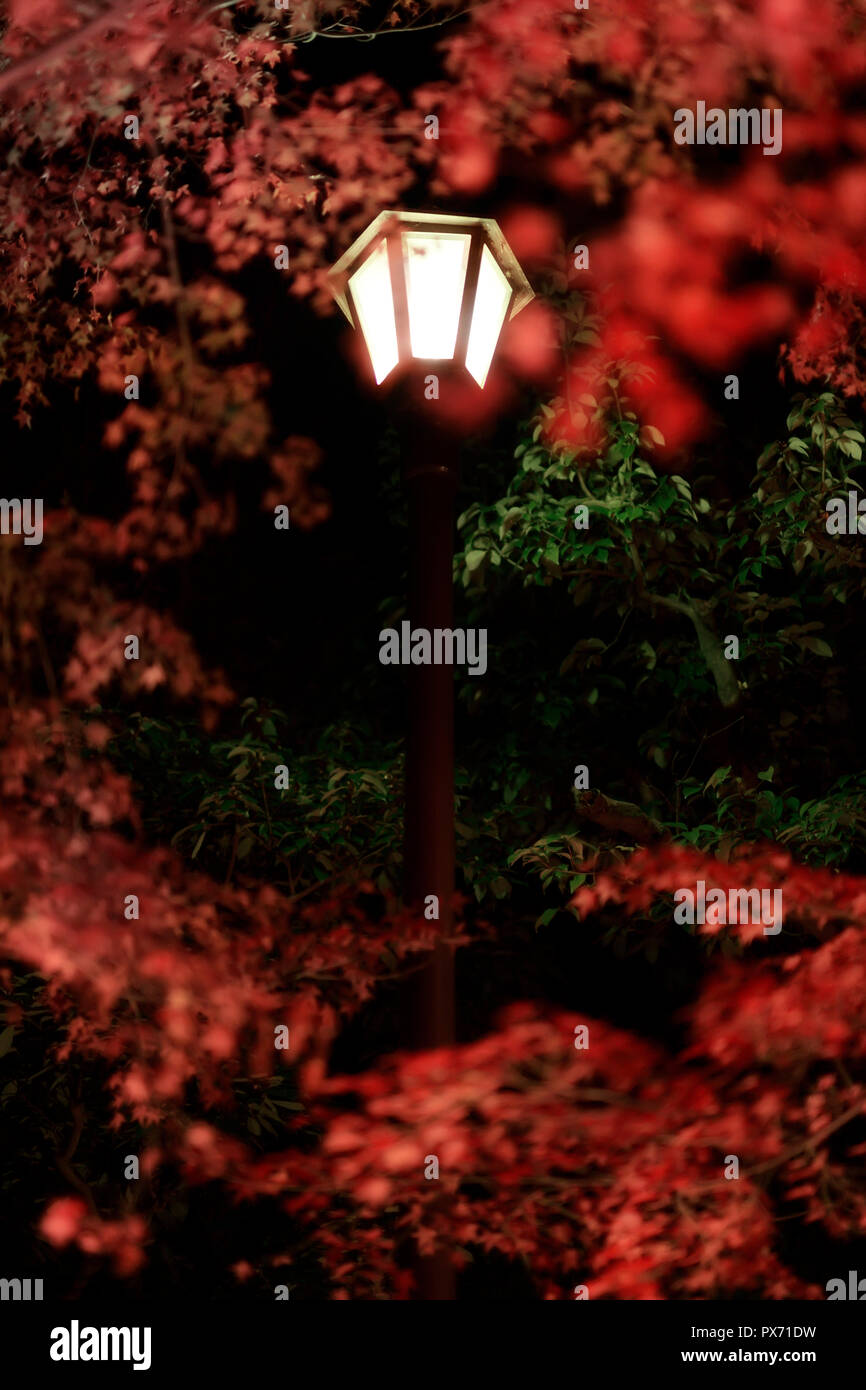 Acer palmatum at night hi-res stock photography and images - Alamy