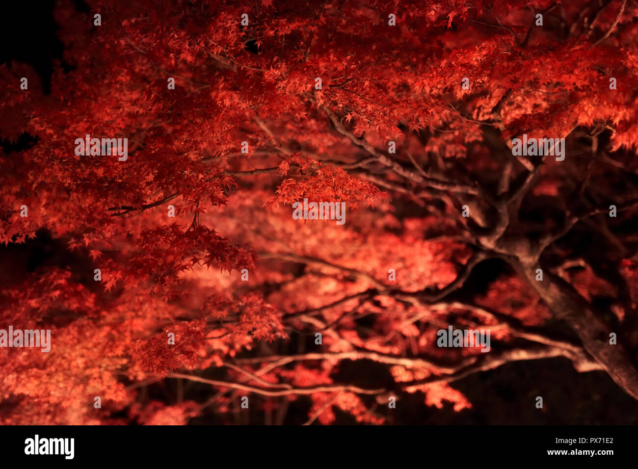 Japanese maple tree red autumn foliage illuminated at night in Kyoto ...