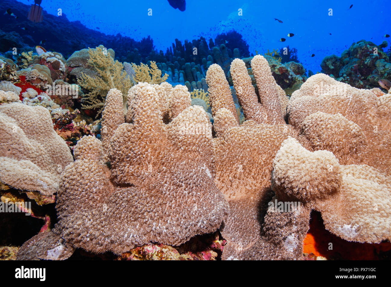 Pillar Coral at the Red Sea Egypt Stock Photo - Alamy
