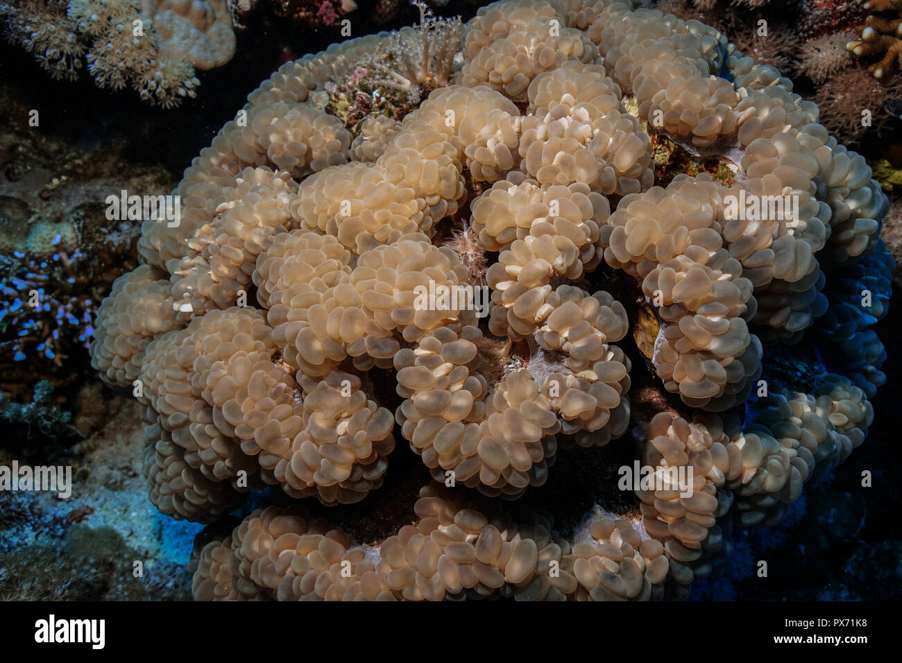 Plerogyra sinuosa Corals at the Red Sea Stock Photo - Alamy