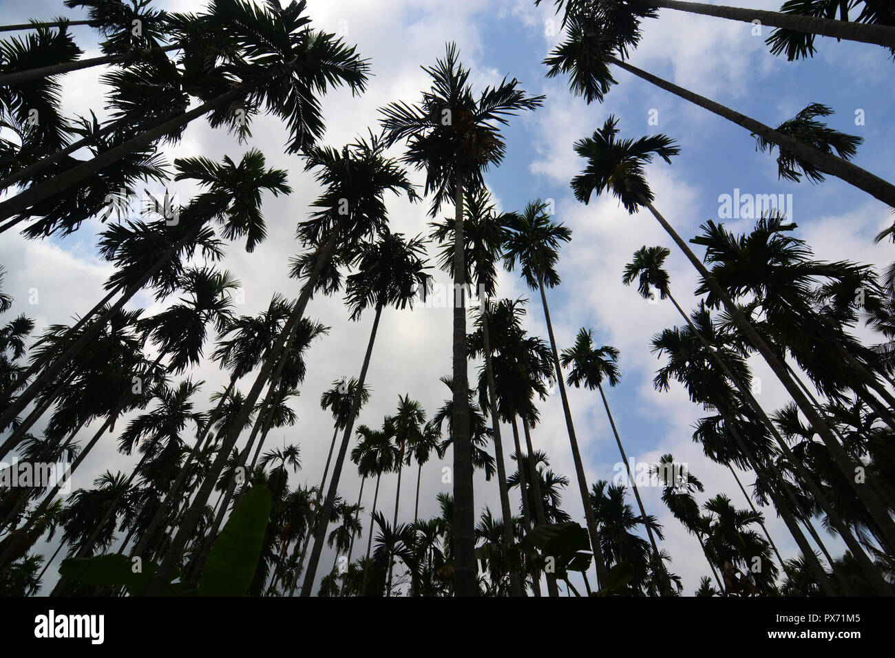 Nuts plantation hi-res stock photography and images - Alamy
