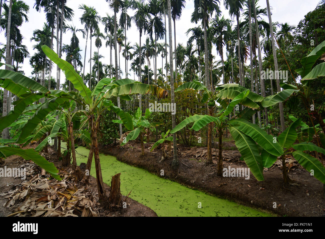 Nuts plantation High Resolution Stock Photography and Images - Alamy