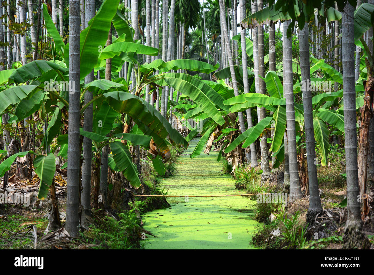 Betel Nuts plantation & Banana plantation Stock Photo - Alamy