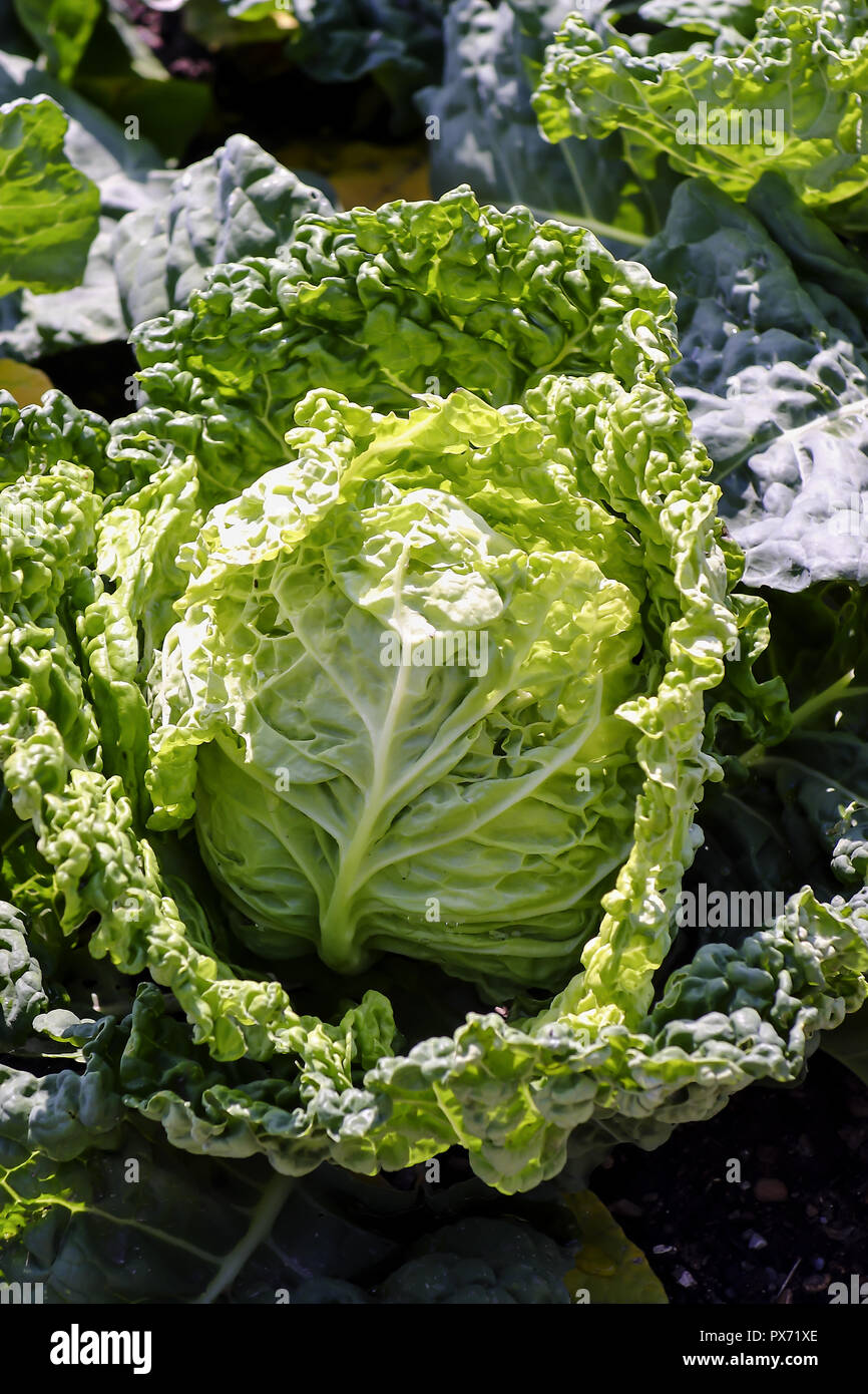 Savoy cabbage in vegetable patch, organic farming, , Brassica oleracea ...