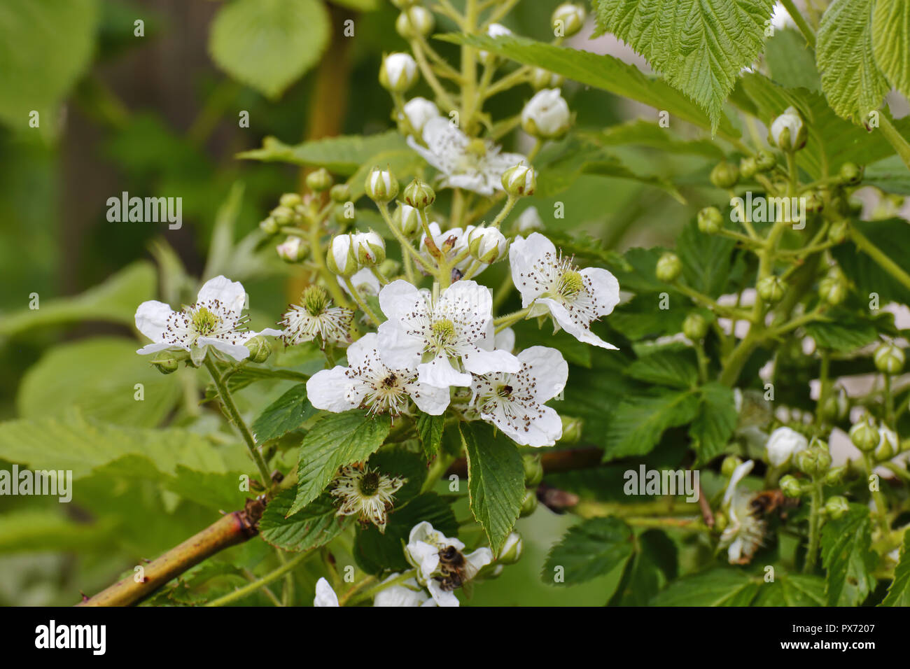 Flowers of the blackberry, Rubus fruticosus, Bavaria, Germany, Europe ...