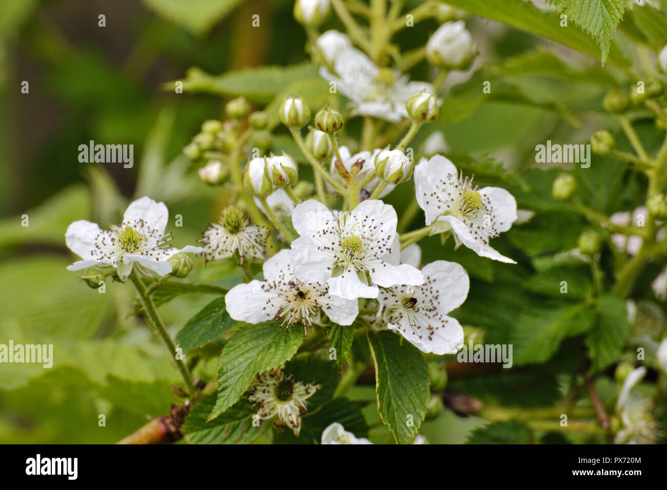 Flowers of the blackberry, Rubus fruticosus, Bavaria, Germany, Europe ...