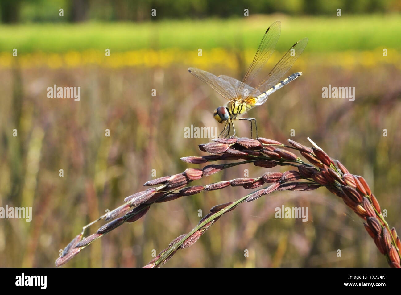 Dragonfly in field rice Stock Photo - Alamy