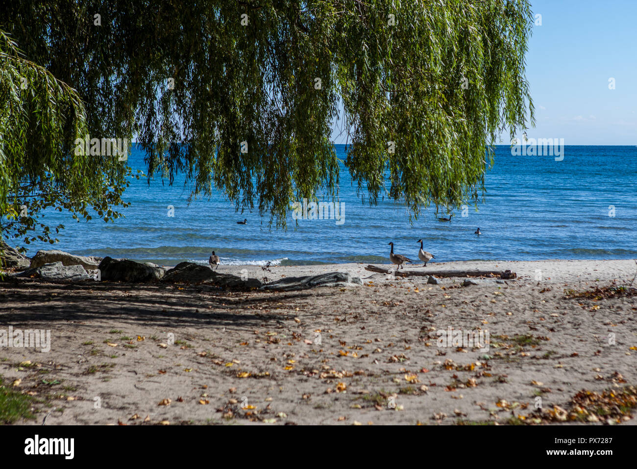 Hamilton, CANADA - October 16, 2018: colorful sunny autumn full of ...