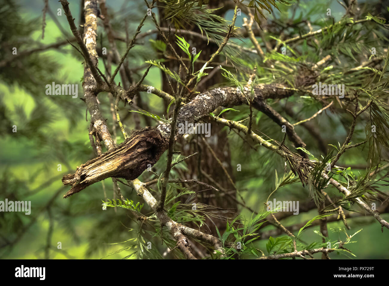 Twig craft hi-res stock photography and images - Alamy