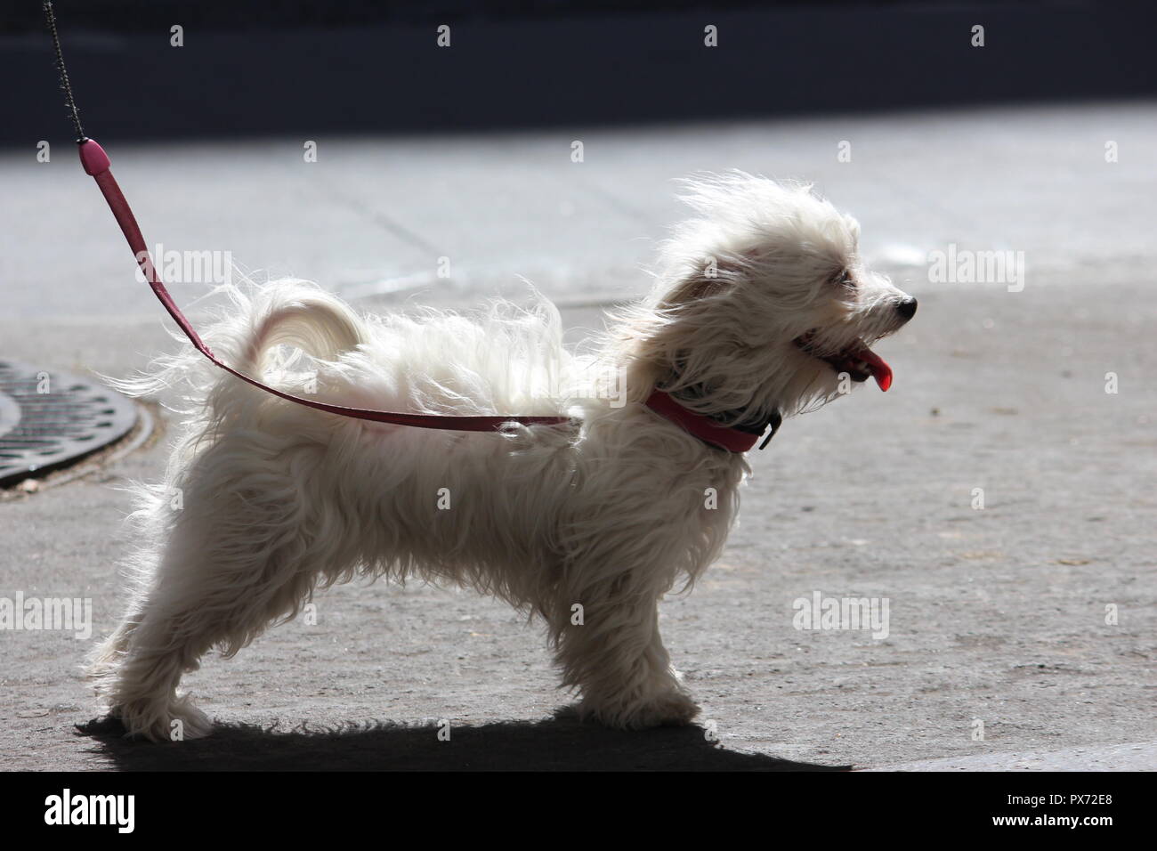White pup on a leash in the wind Stock Photo - Alamy