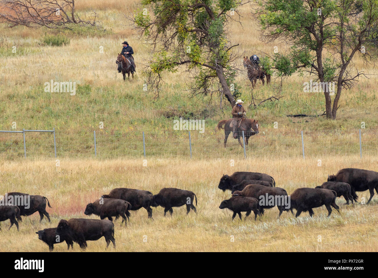Buffalo roundup at Custer State Park in South Dakota Stock Photo - Alamy