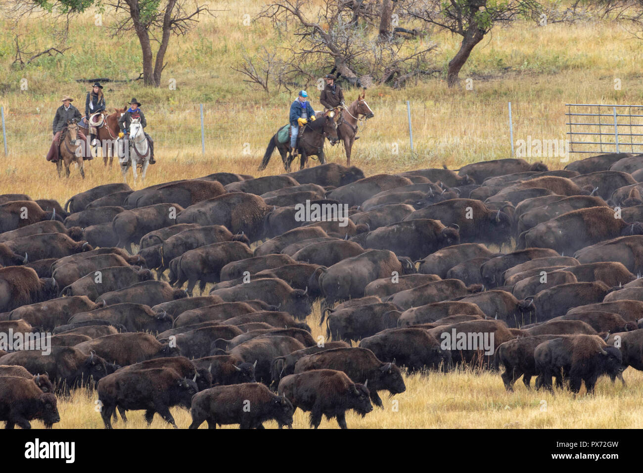 Buffalo roundup at Custer State Park in South Dakota Stock Photo - Alamy