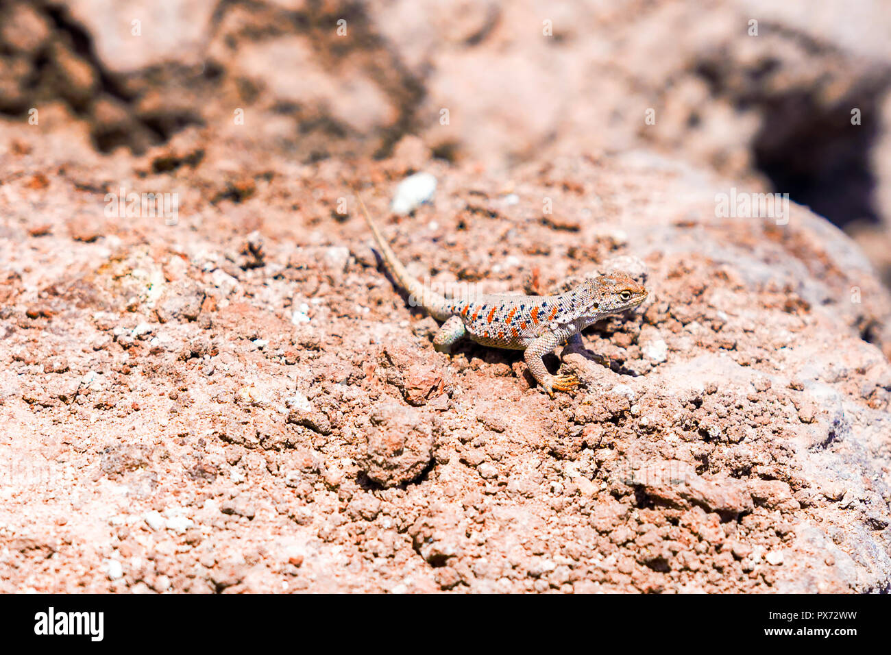 Atacama desert lizard hi-res stock photography and images - Alamy