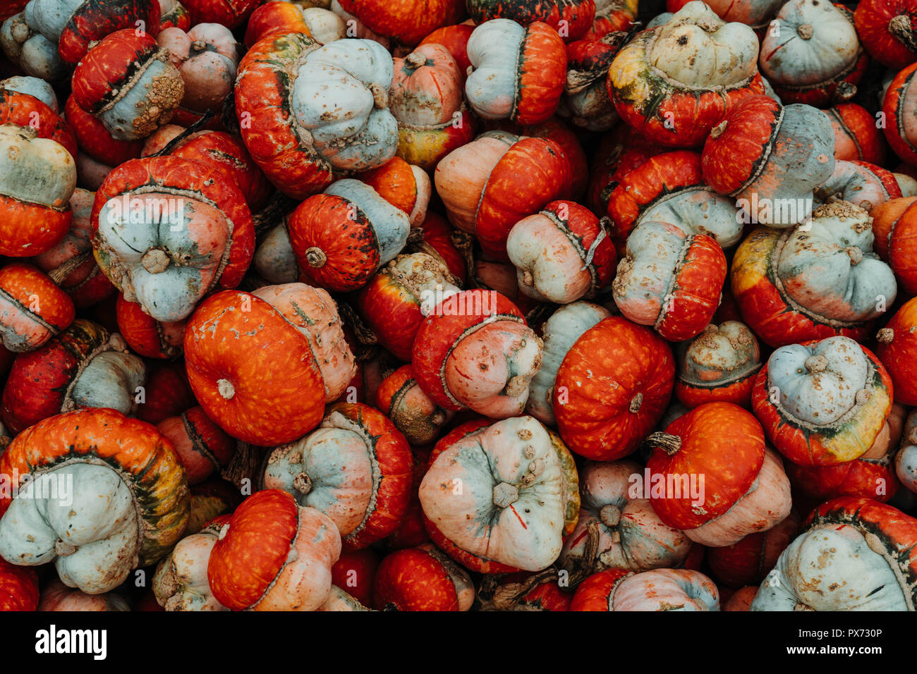 Piles and piles of pumpkins. There are a broad variety of pretty ...