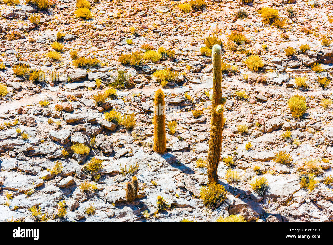 Cactus in the Atacama desert, Chile Stock Photo - Alamy
