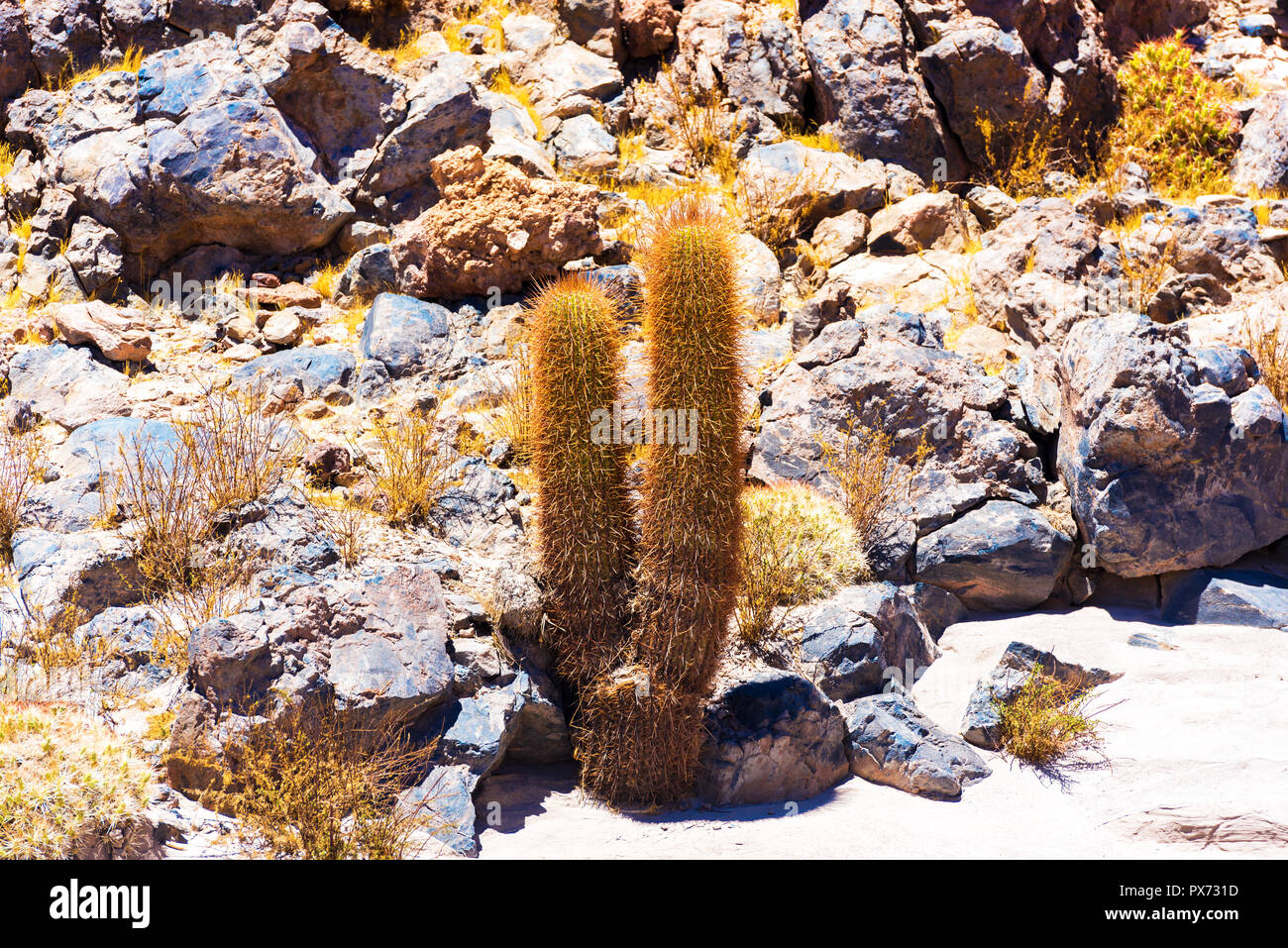 Cactus in the Atacama desert, Chile Stock Photo - Alamy