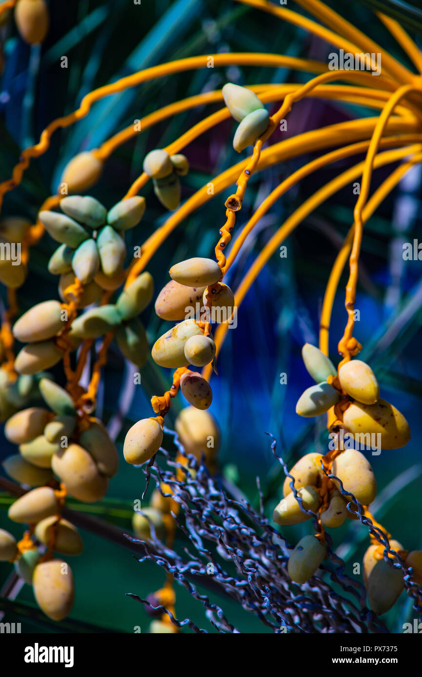 Fig palm with fruits as a tropical natural background Stock Photo - Alamy
