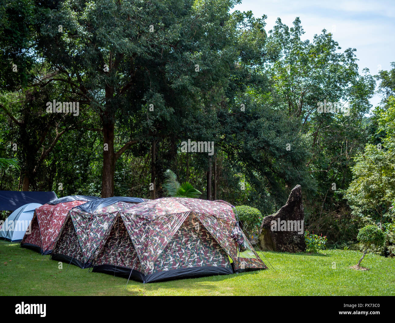 Camping tents under pine forest hi-res stock photography and images - Alamy