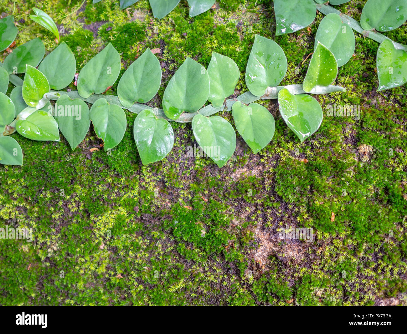 Rainforest creepers hi-res stock photography and images - Alamy
