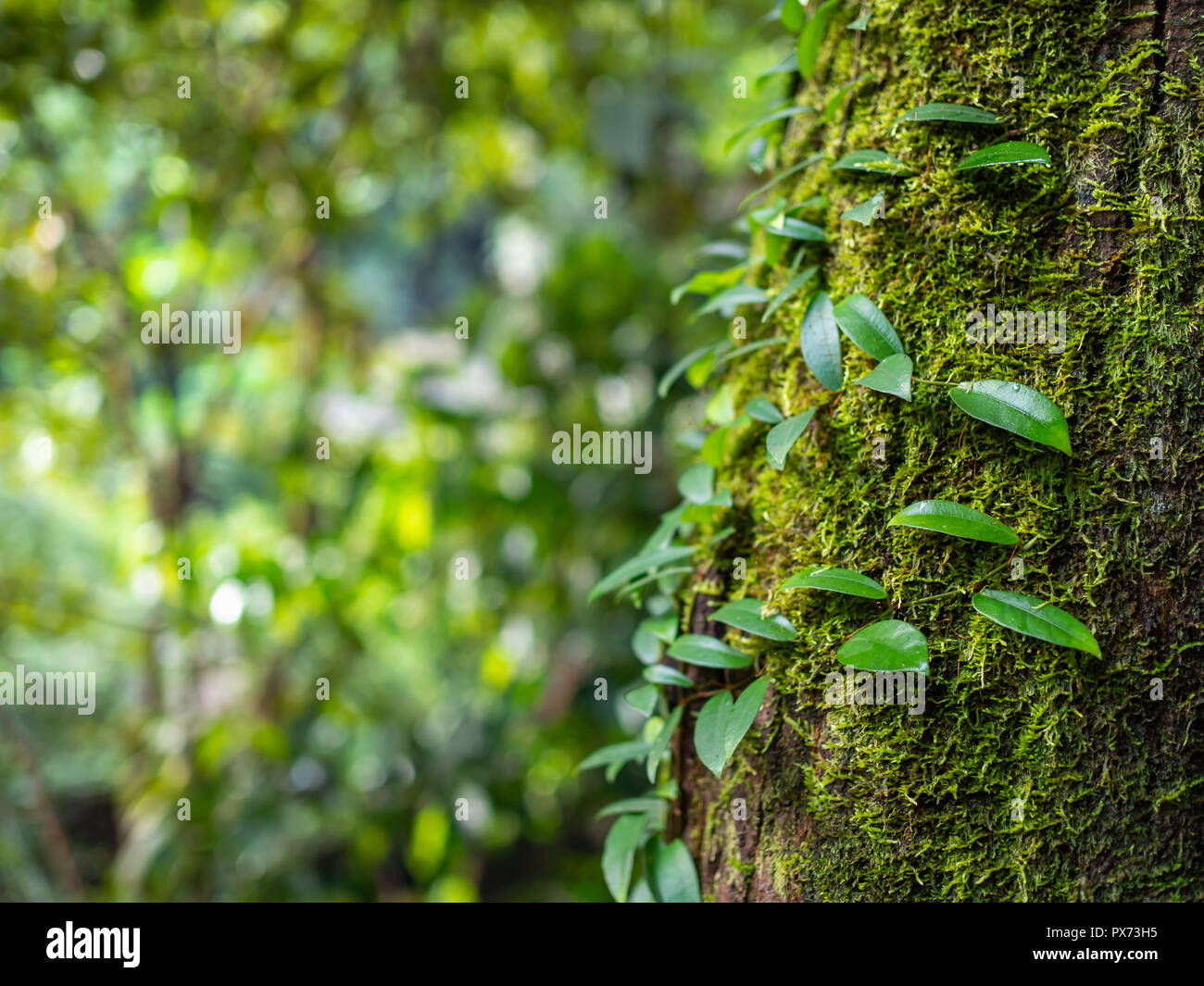 Close-up moss and parasite leaves cover on tree trunk in the rainforest ...
