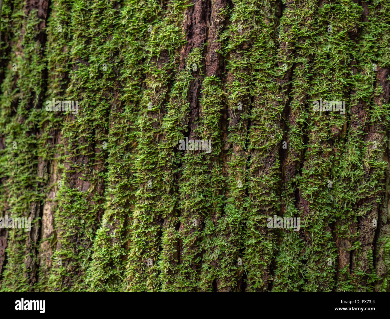 Tree Moss Up Close