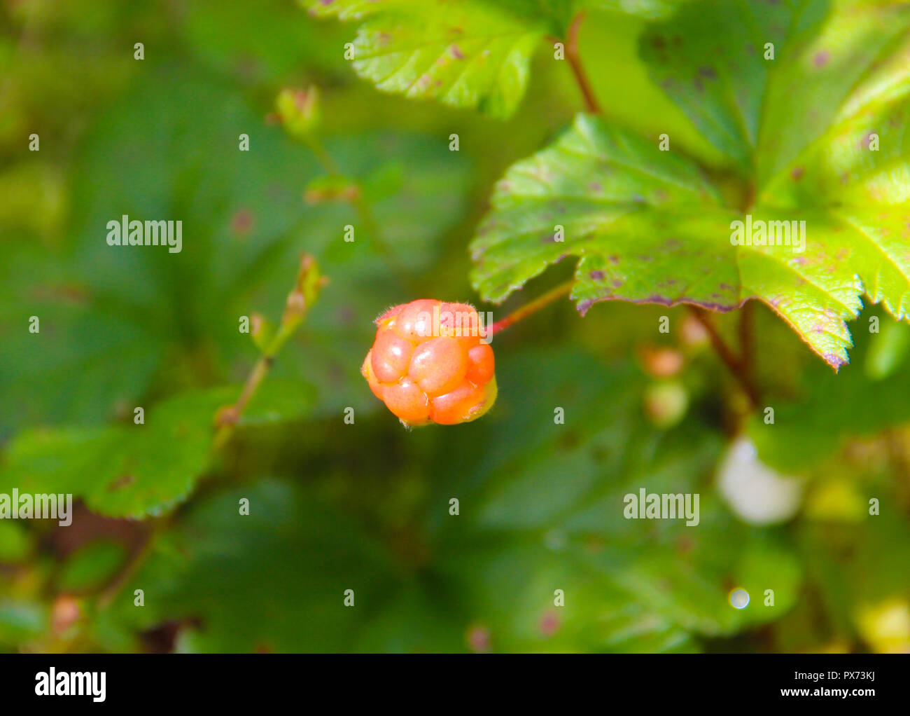 Cloudberry is growing in the swamp. Harvest in the forest Stock Photo ...