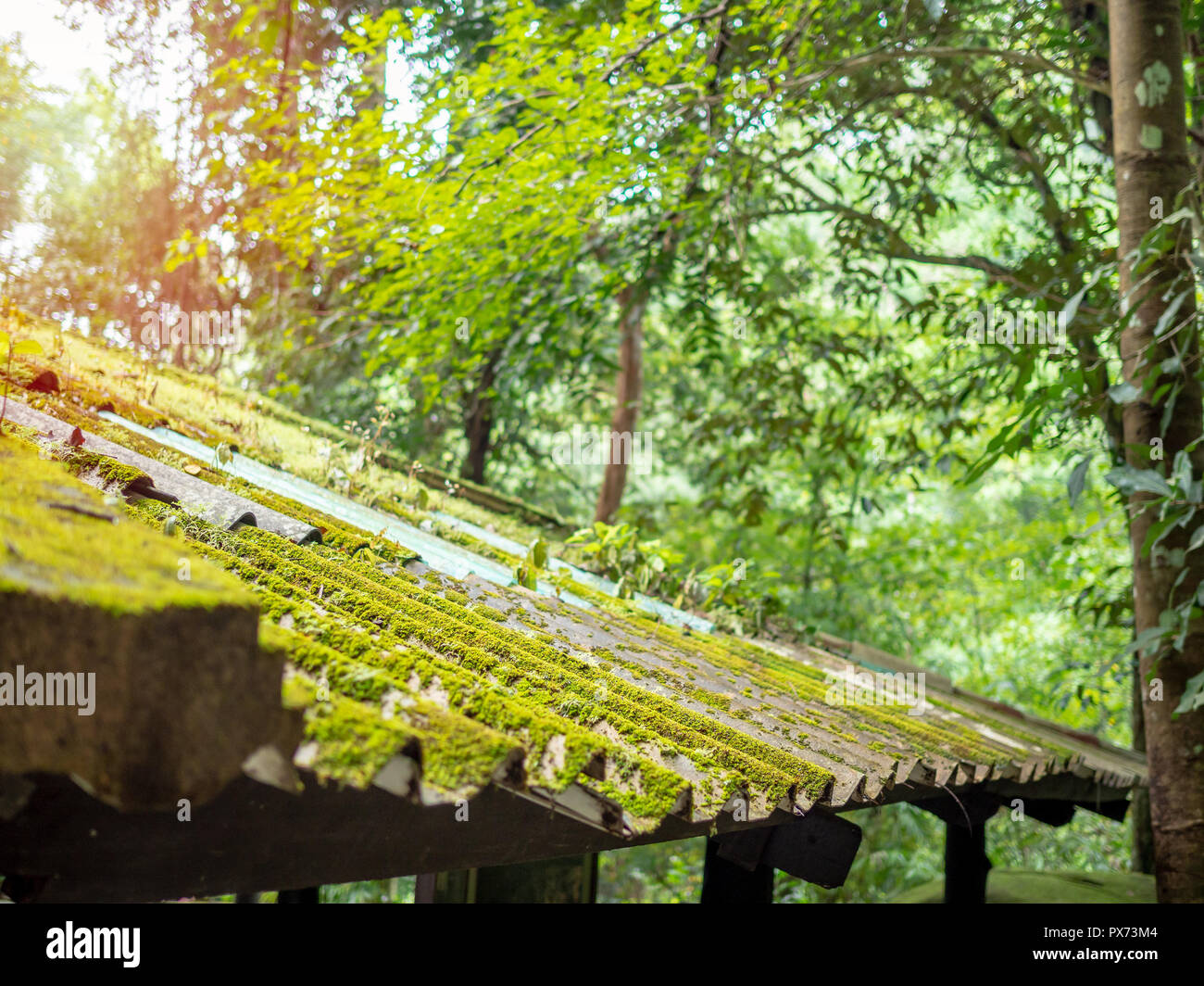 Roof tile covered with green moss on the rainforest with many trees ...