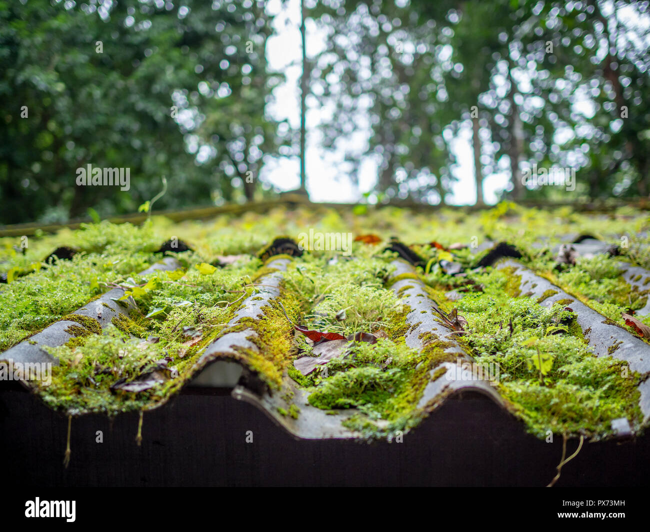 Close-up roof tile covered with green moss on the rainforest with many ...