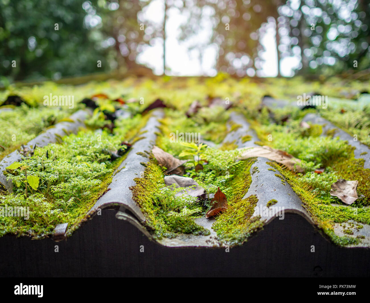 Close-up roof tile covered with green moss and dry leaves on the ...