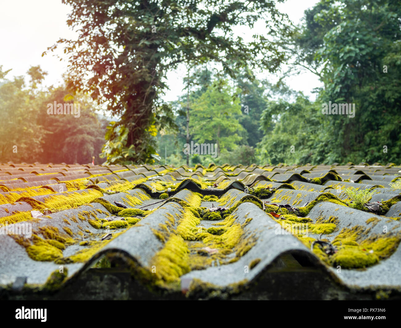 Close-up roof tile covered with green moss on the rainforest background ...
