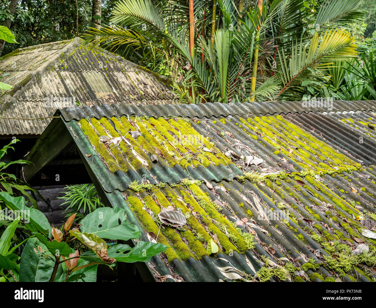 Roof tile covered with green moss on the rainforest background Stock ...
