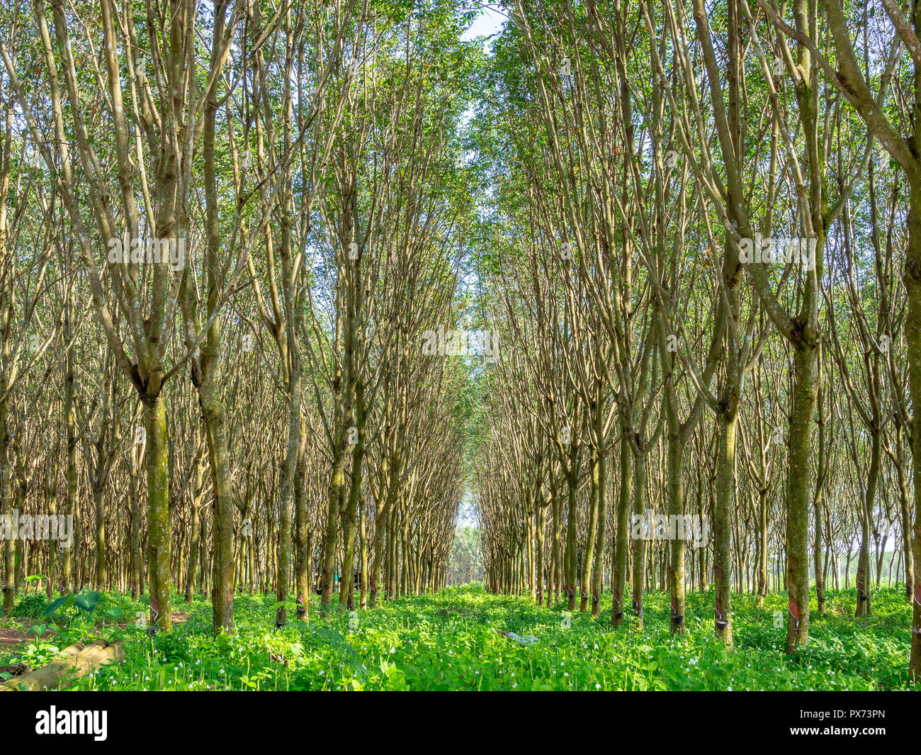 Rubber tree forest. Row of Rubber trees and bowl milky latex. Source of ...
