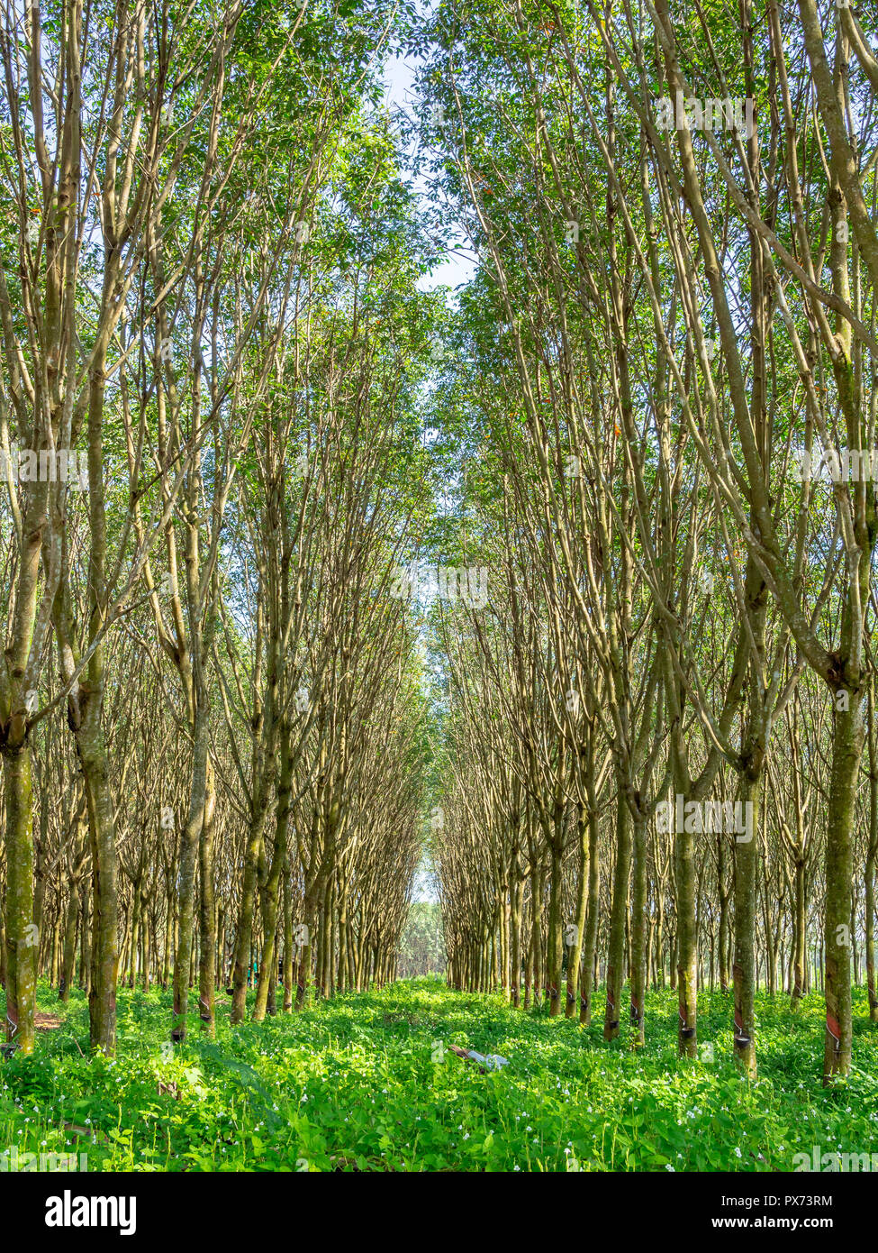 Rubber tree forest. Row of Rubber trees and bowl milky latex. Source of ...
