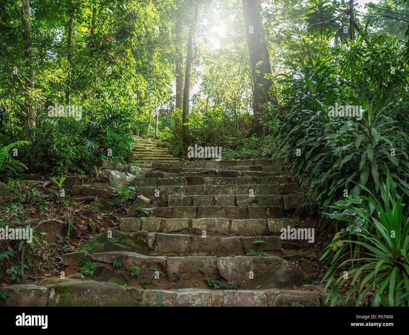 Stone staircase in the forest walkway leading up to the hill between ...