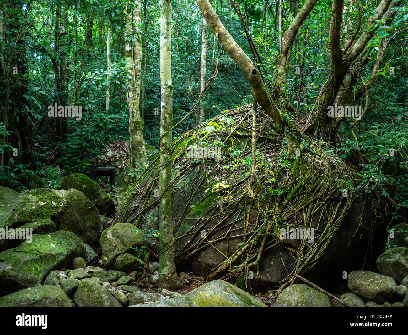 Piles root hi-res stock photography and images - Alamy