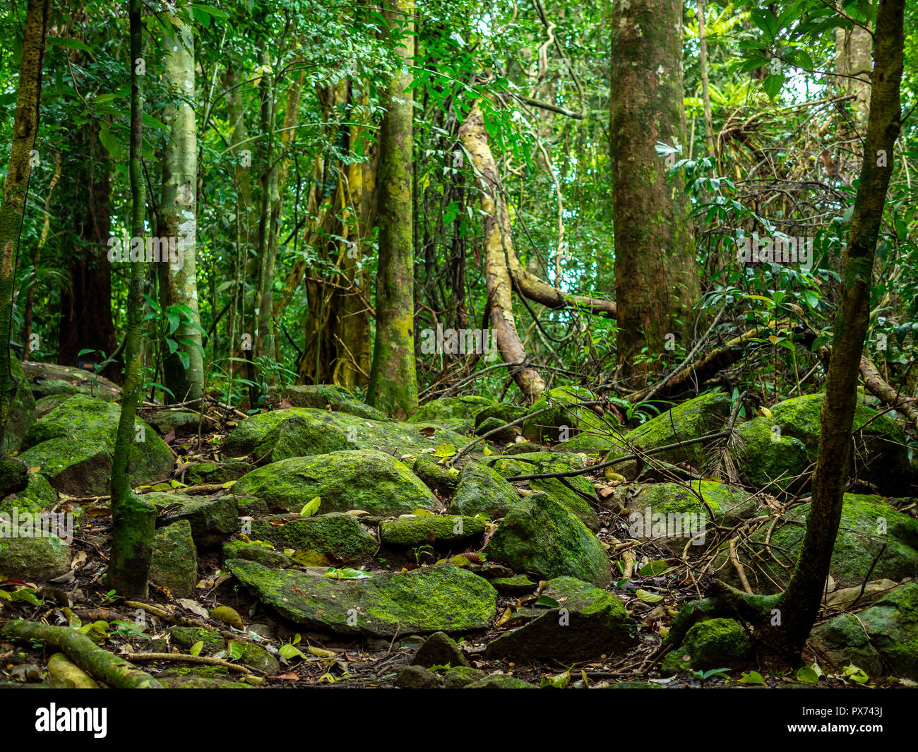 Rainforest landscape, green moss covered stones in rainforest. Falling ...