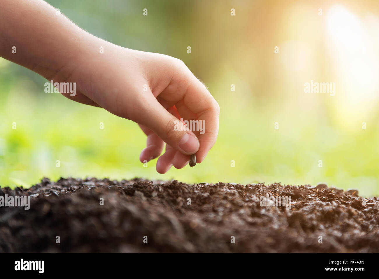 Hands of children planting a seed in soil agriculture on natural green ...