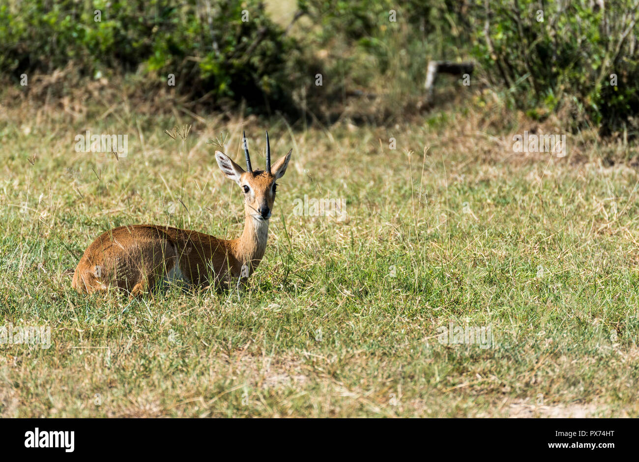 Impala Antelope at Murchison Falls National Park Safari Reserve in ...