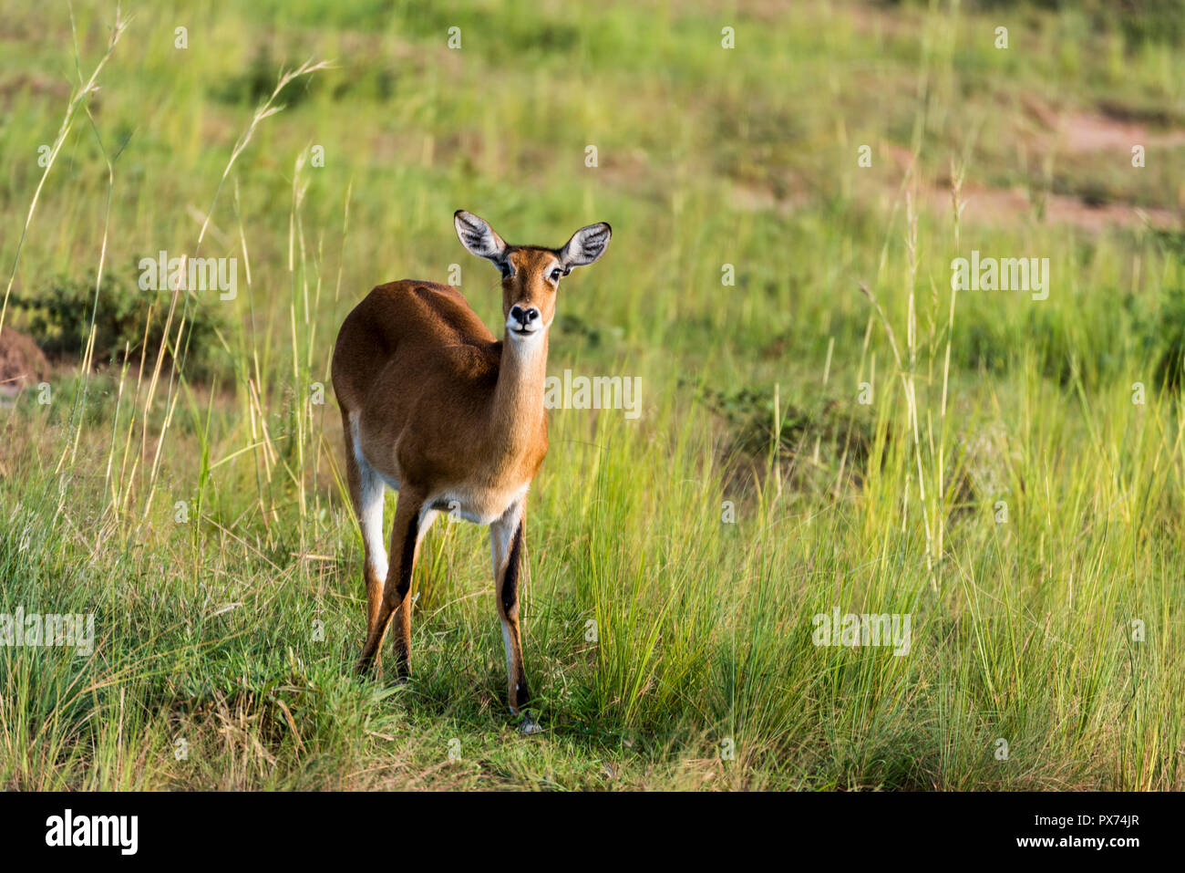Impala Antelope at Murchison Falls National Park Safari Reserve in ...